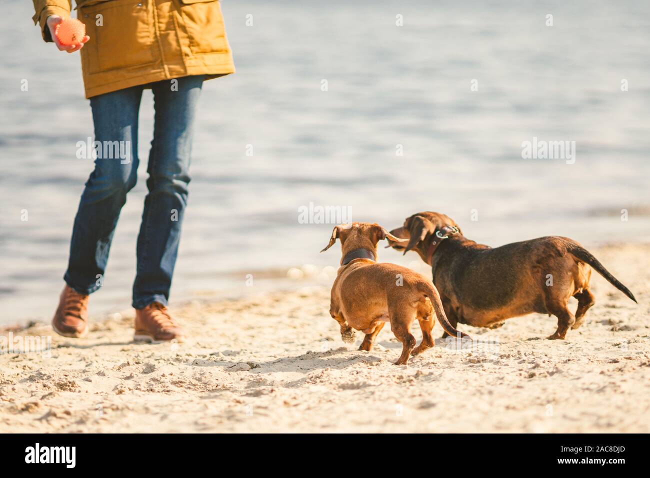 two dachshund play on the beach. two small dogs playing together ...