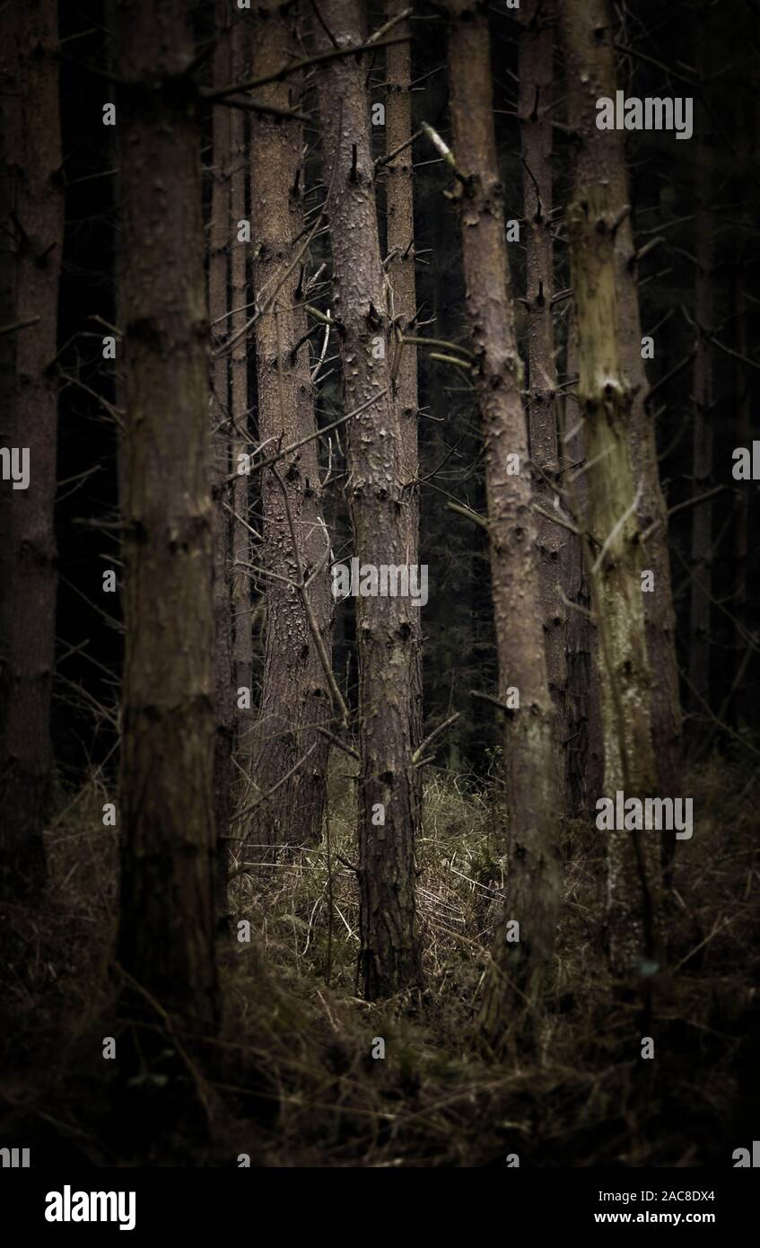 Moody view of trees hi-res stock photography and images - Alamy