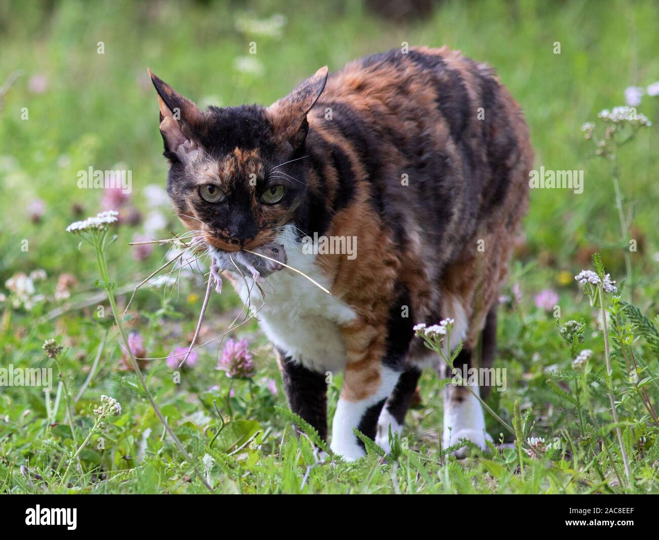 Cat carrying a mouse that she caught Stock Photo - Alamy