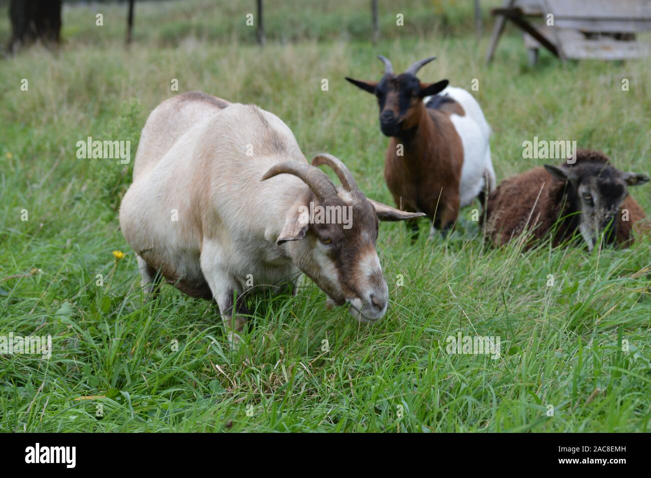 Goat at the farm Stock Photo - Alamy