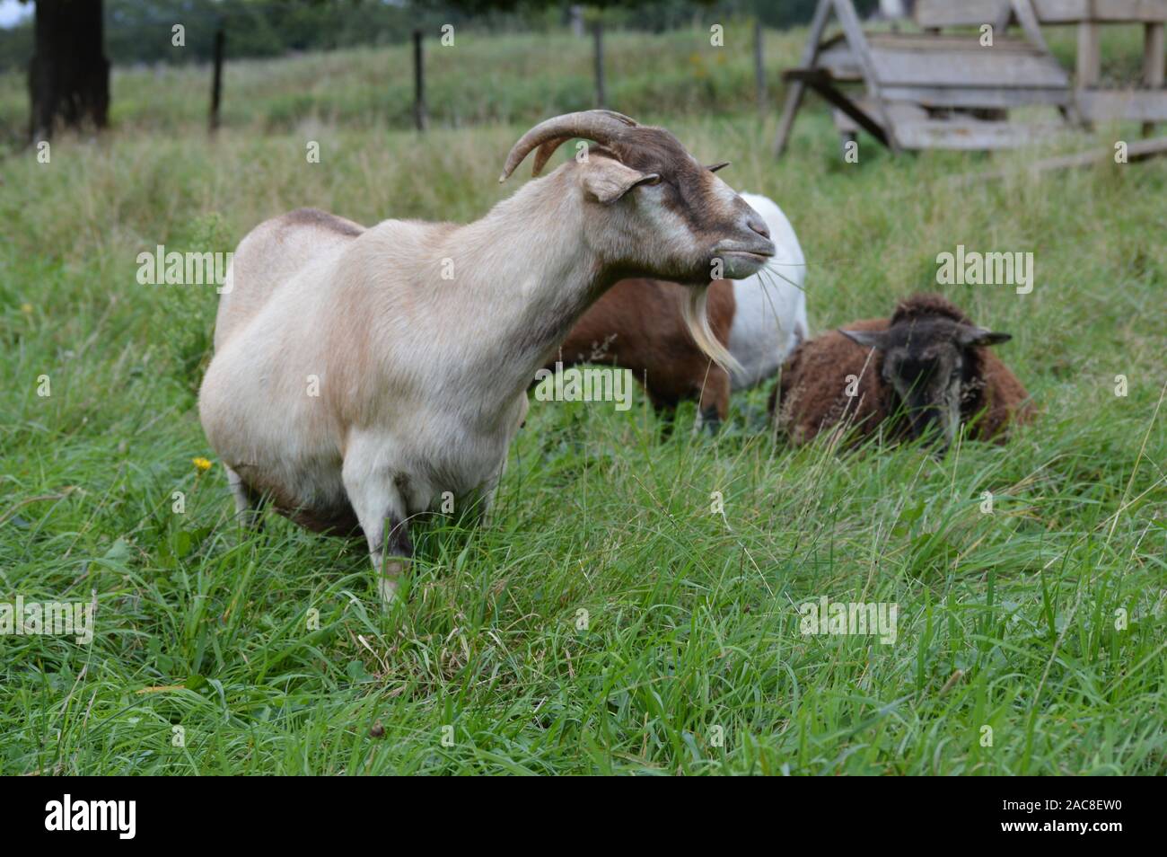 Goat at the farm Stock Photo - Alamy