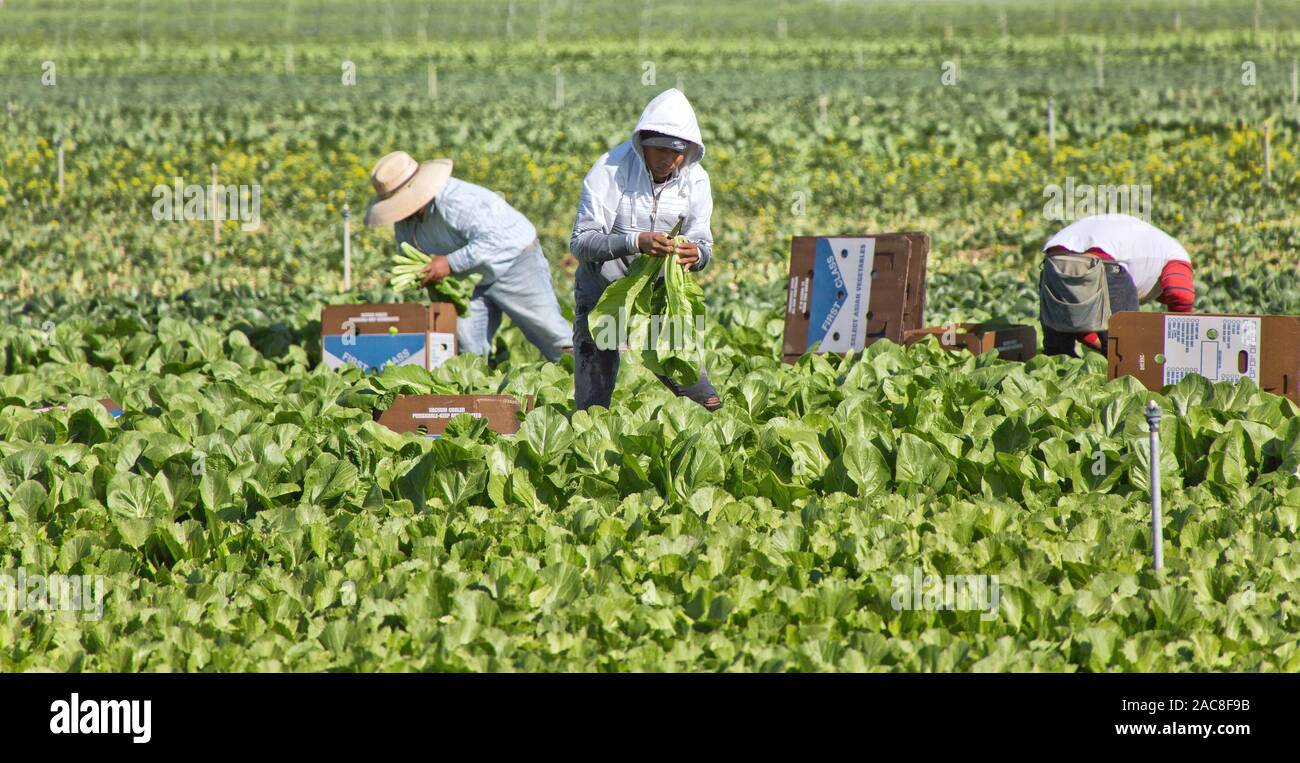 Chinese women workers hi-res stock photography and images - Alamy
