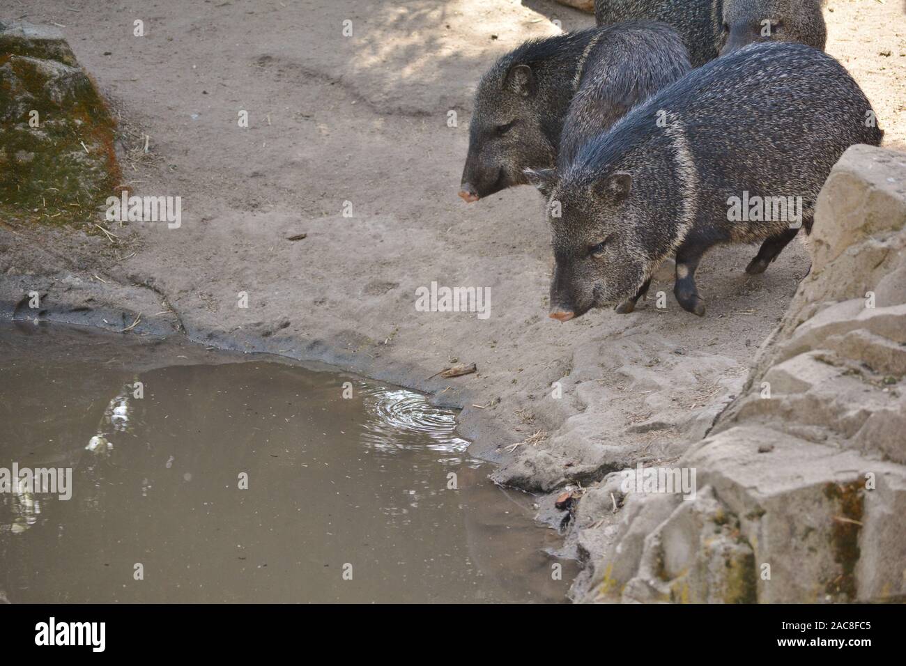 Javelina hi-res stock photography and images - Alamy