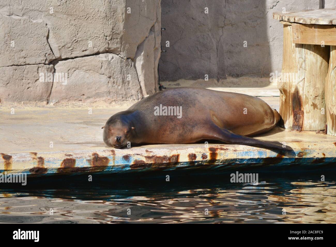 a sea lion in the swimming pool Stock Photo - Alamy