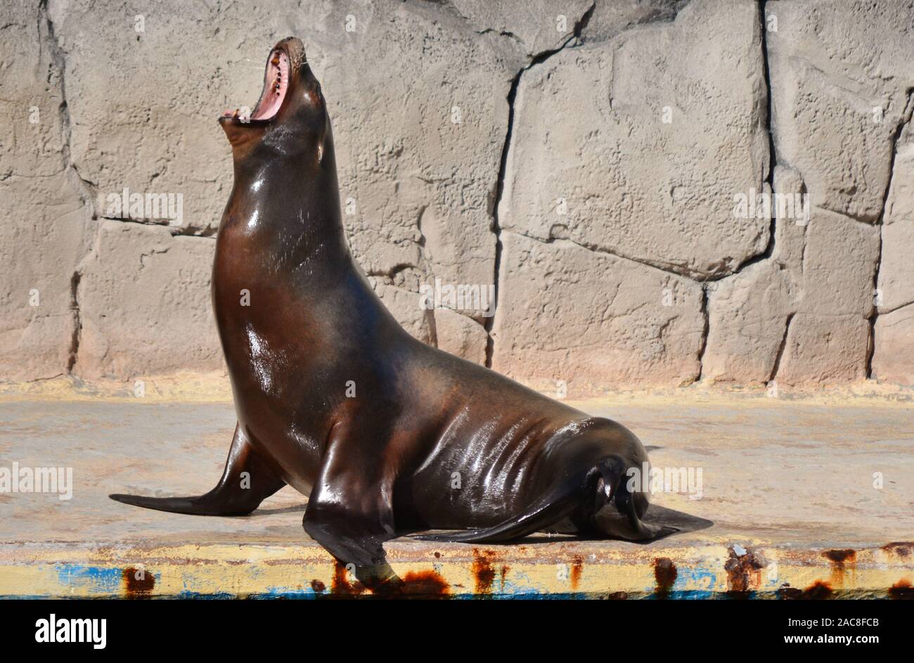 Sea lion swimming pool hi-res stock photography and images - Alamy