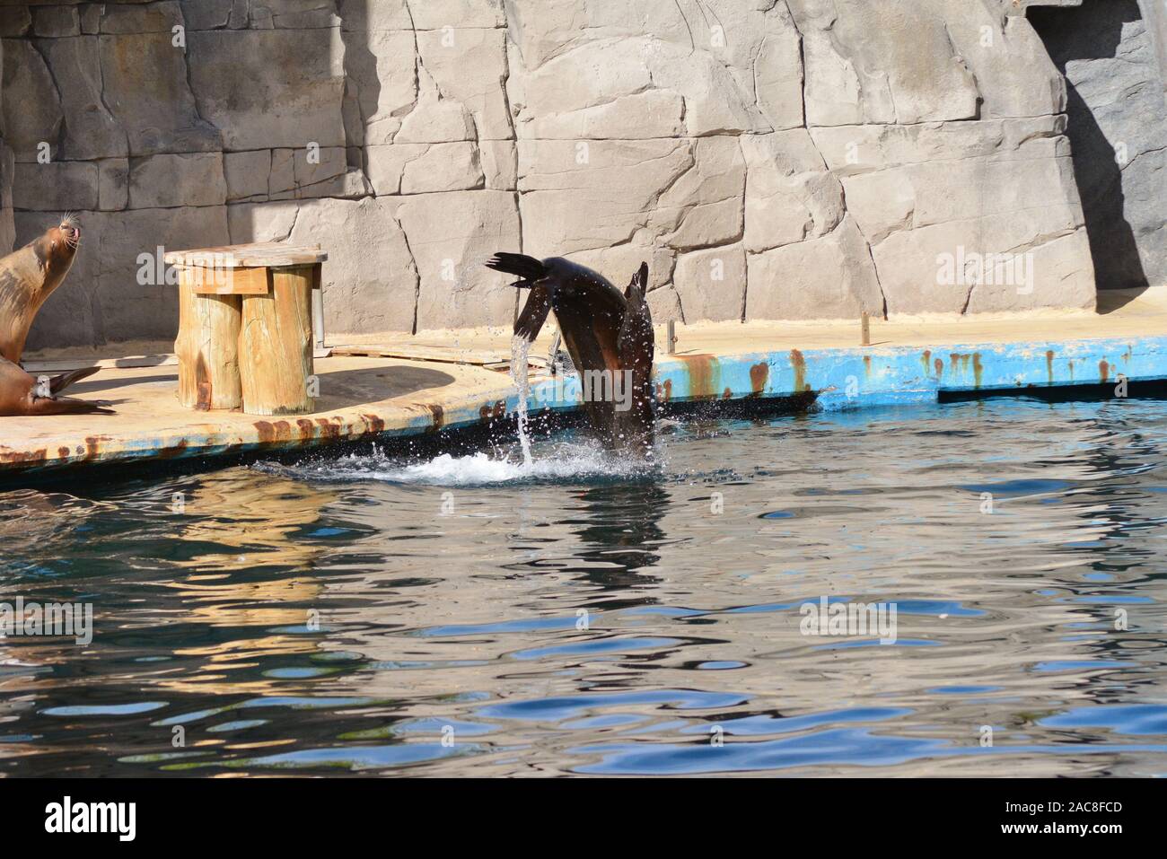Sea lion swimming pool hi-res stock photography and images - Alamy