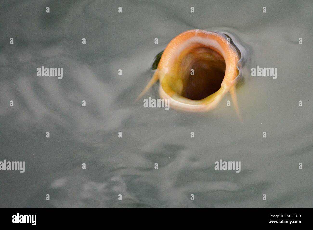 Open mouth fish hi-res stock photography and images - Alamy