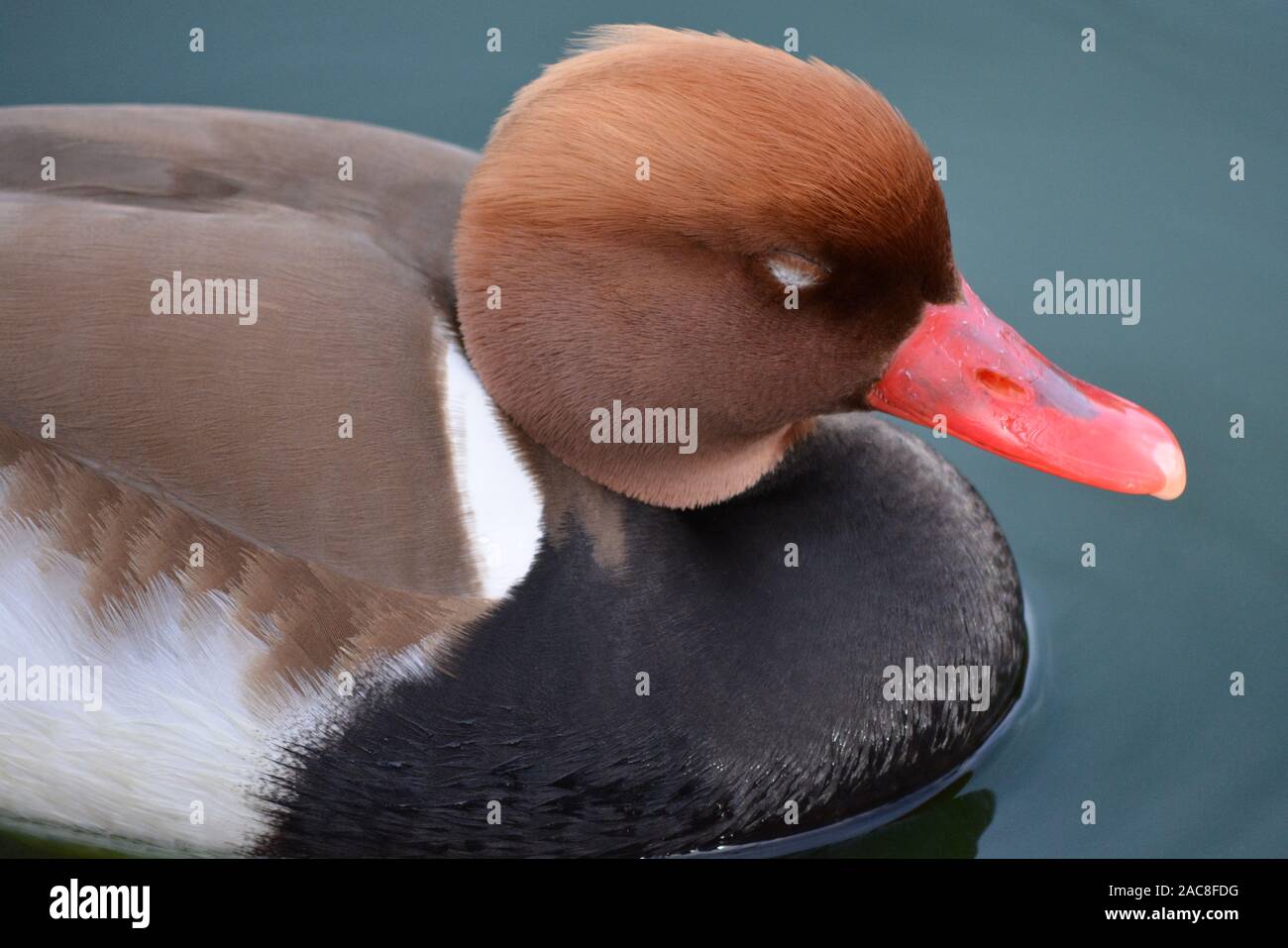 a duck called red-crested pochard Stock Photo - Alamy