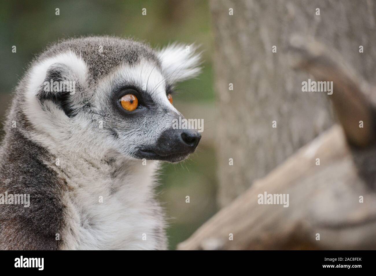 a ring-tailed lemur in the zoo Stock Photo - Alamy