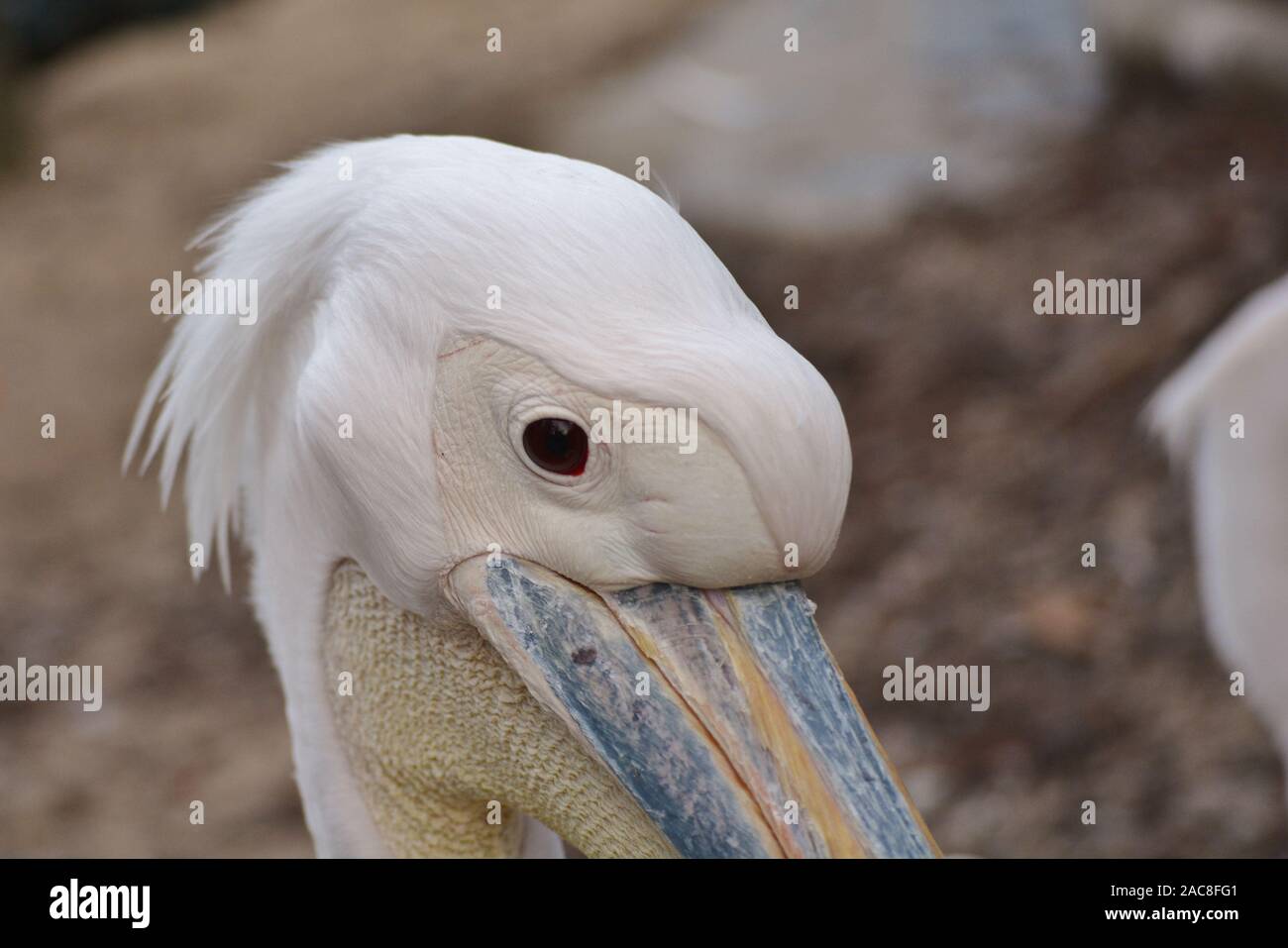the head of a pelican Stock Photo - Alamy