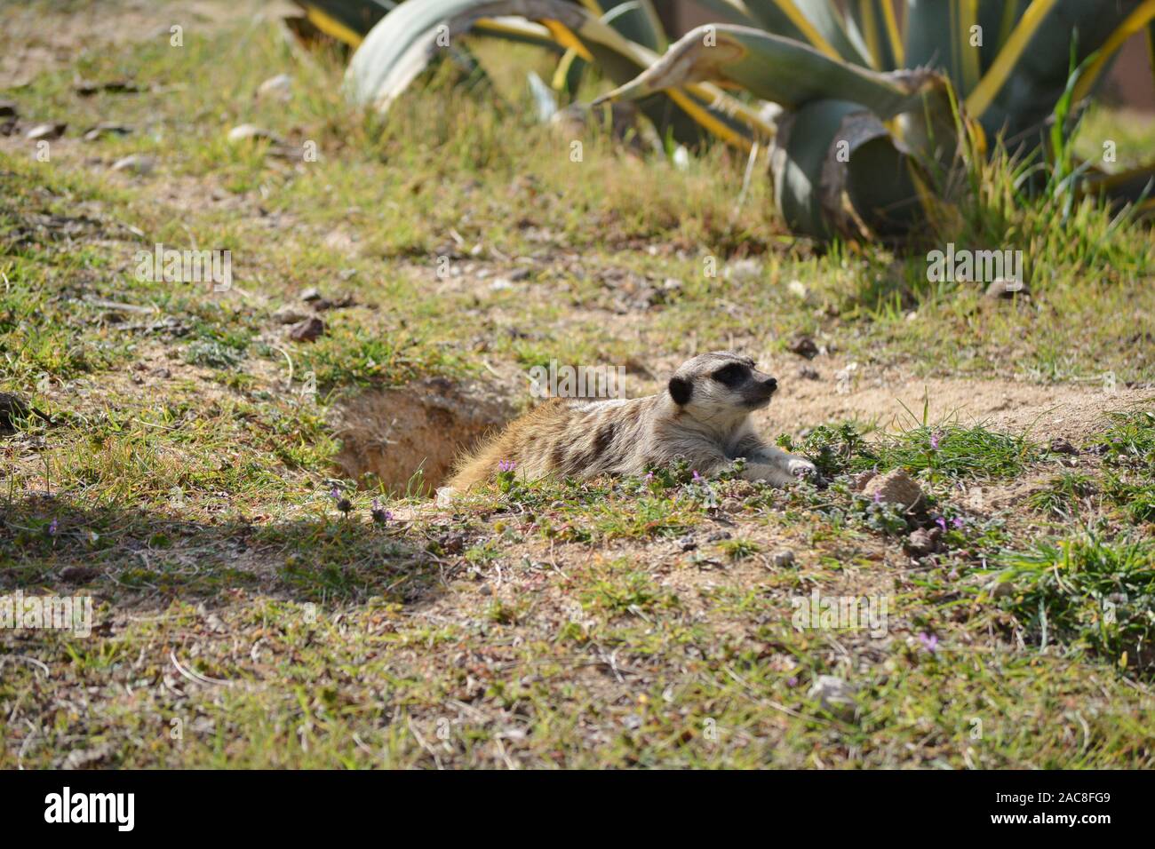 One suricate hi-res stock photography and images - Alamy