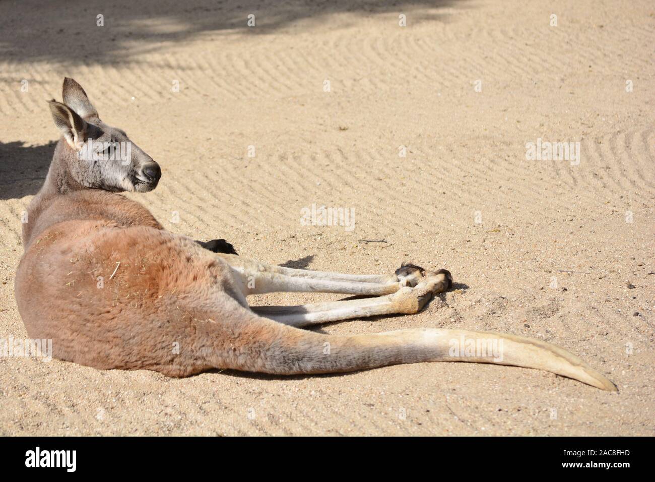Resting kangaroo hi-res stock photography and images - Alamy