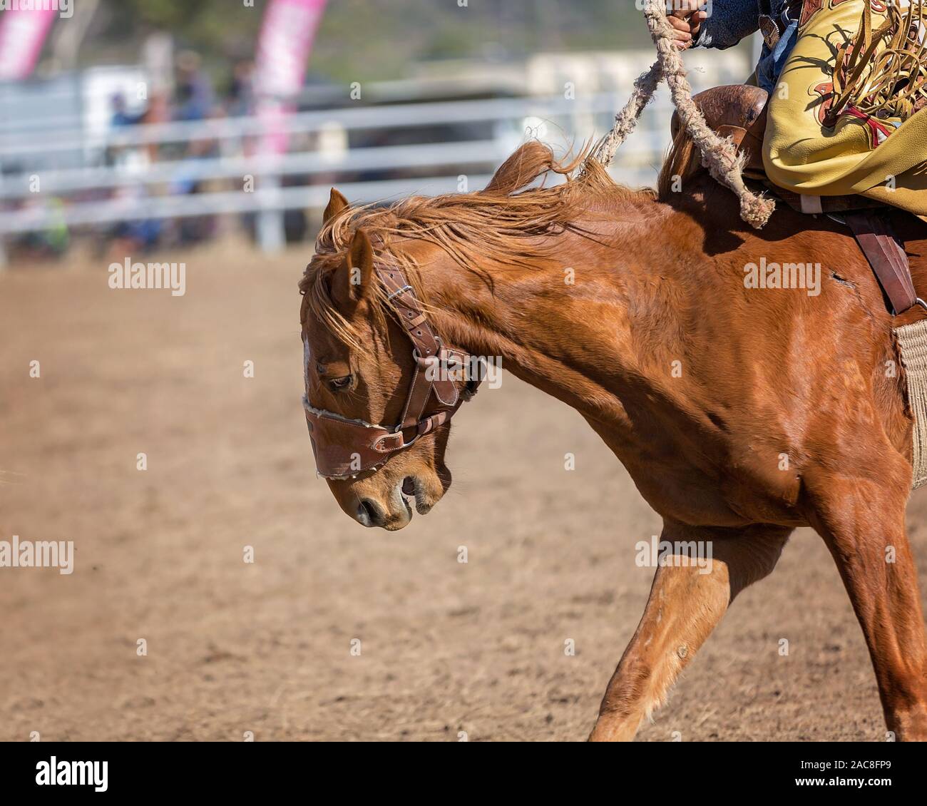Bronco horse straining to buck off its cowboy rider during a saddle ...