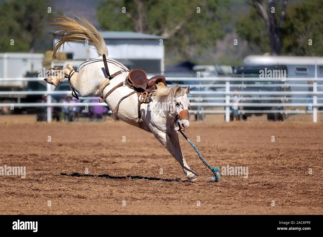 A white bronc with hooves in air after bucking off its cowboy rider ...