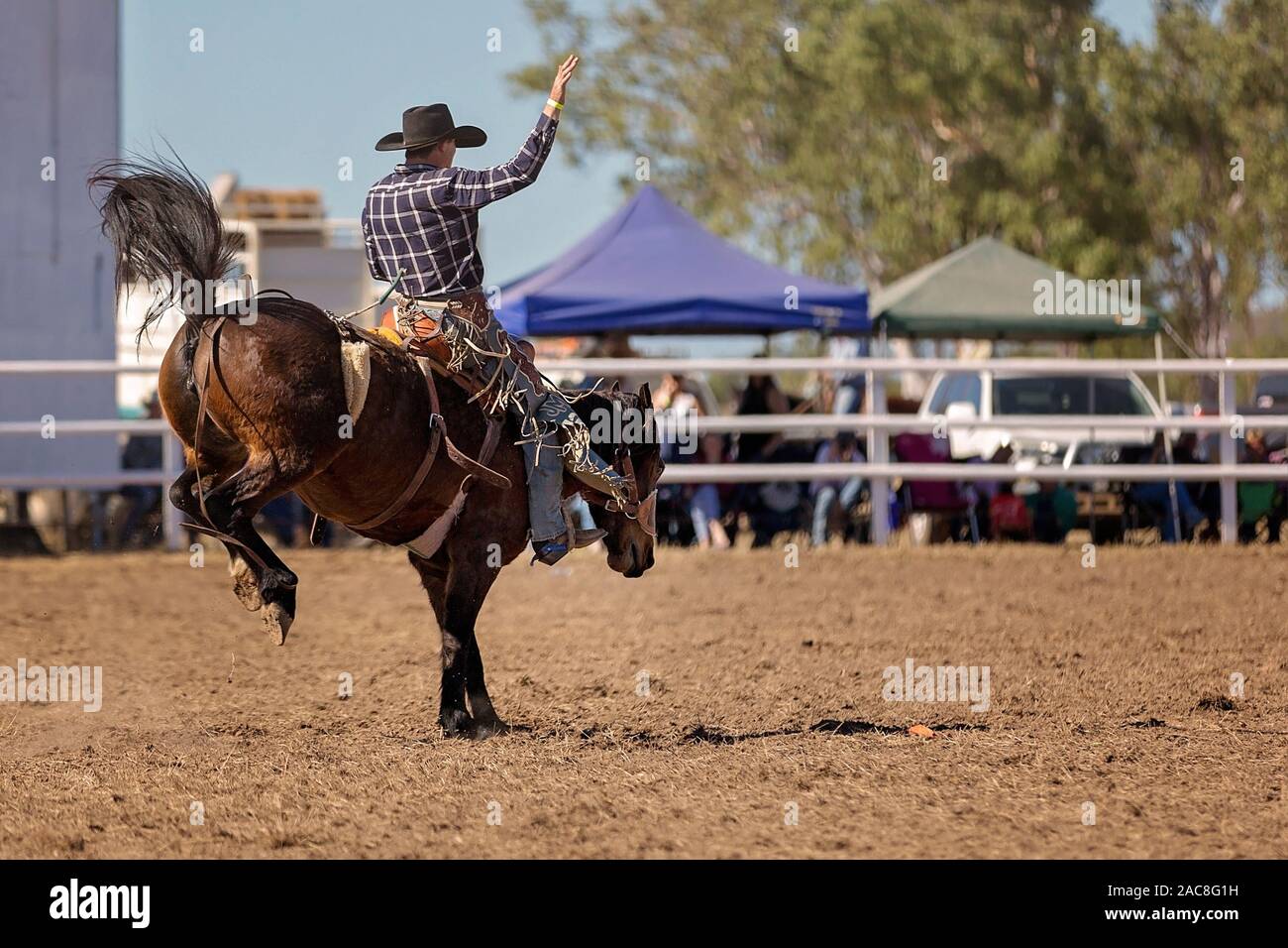 A cowboy riding a bucking horse in the saddle bronc event at a country ...