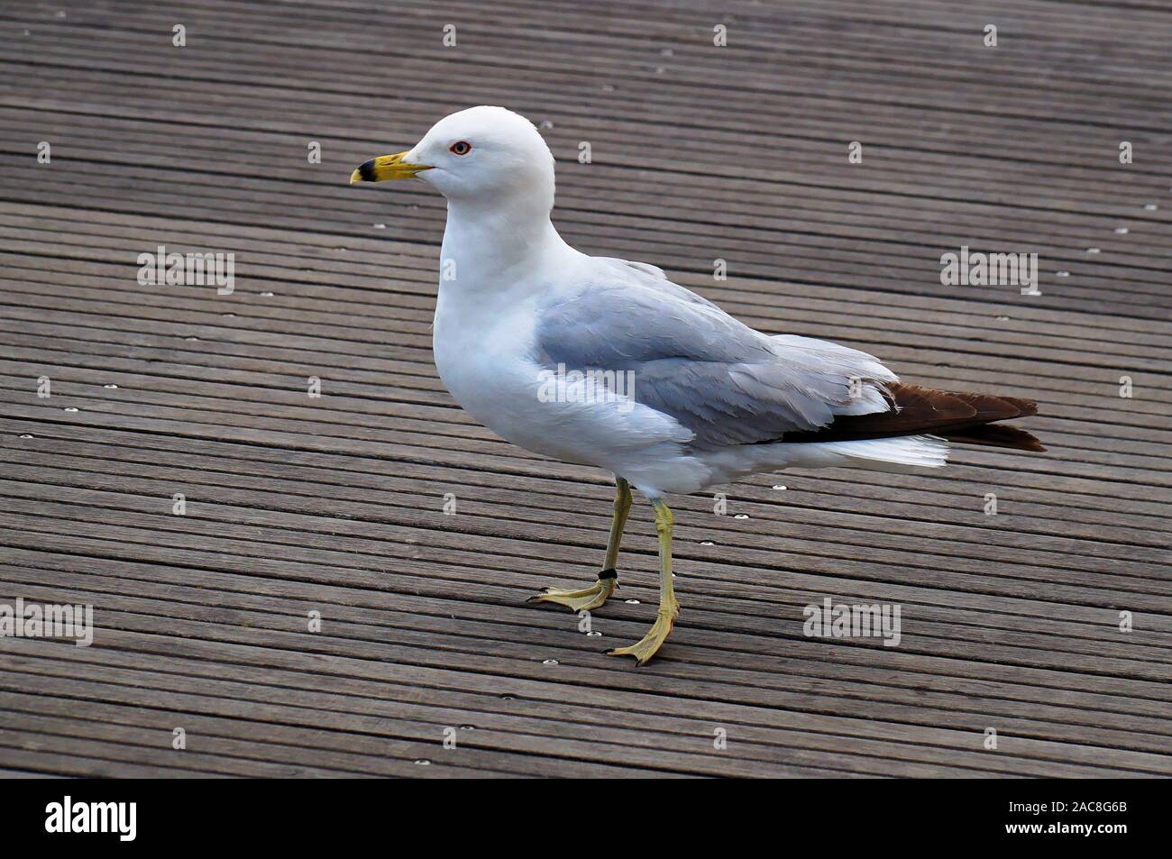 Seagull walking along the wooden boards of the pier. Close up view of ...