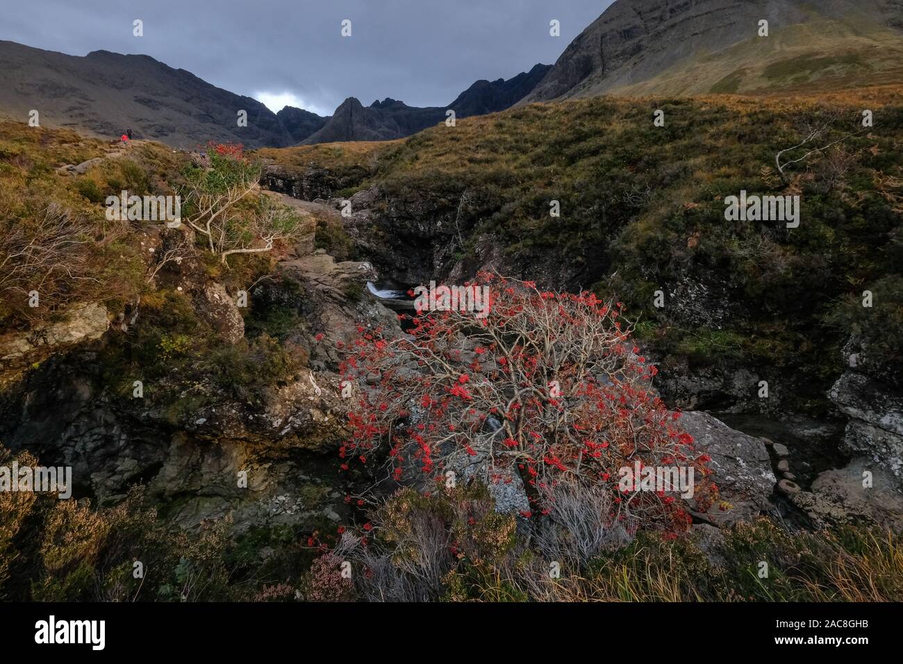 Rowan tree scotland hi-res stock photography and images - Alamy