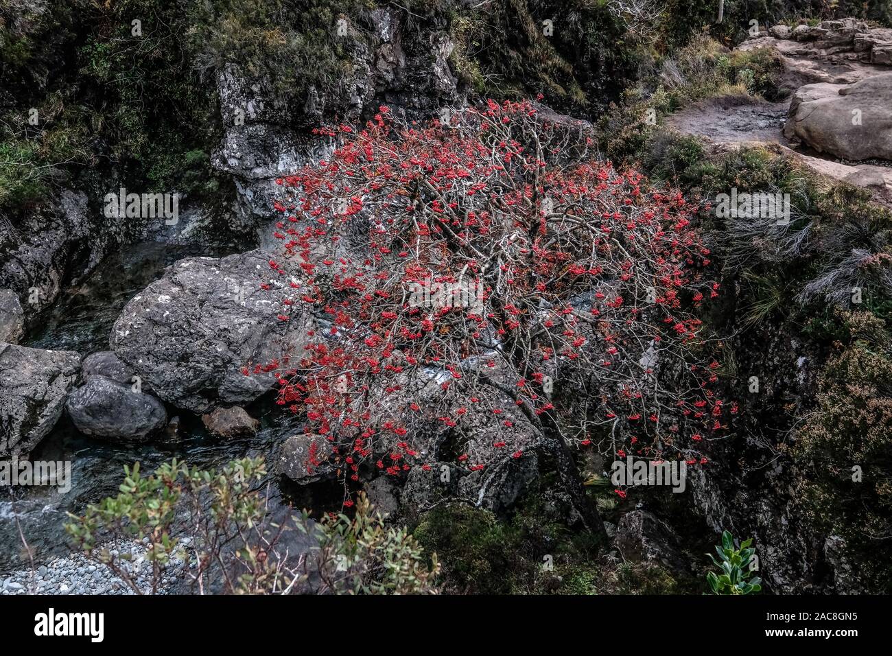 Rowan Tree with red berries at Fairy Pool, Isle of Skye, Scotland, UK ...