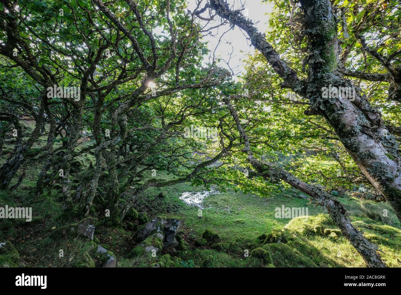 Small forest in Fairy Glen, Isle of Skye, Scotland Stock Photo - Alamy