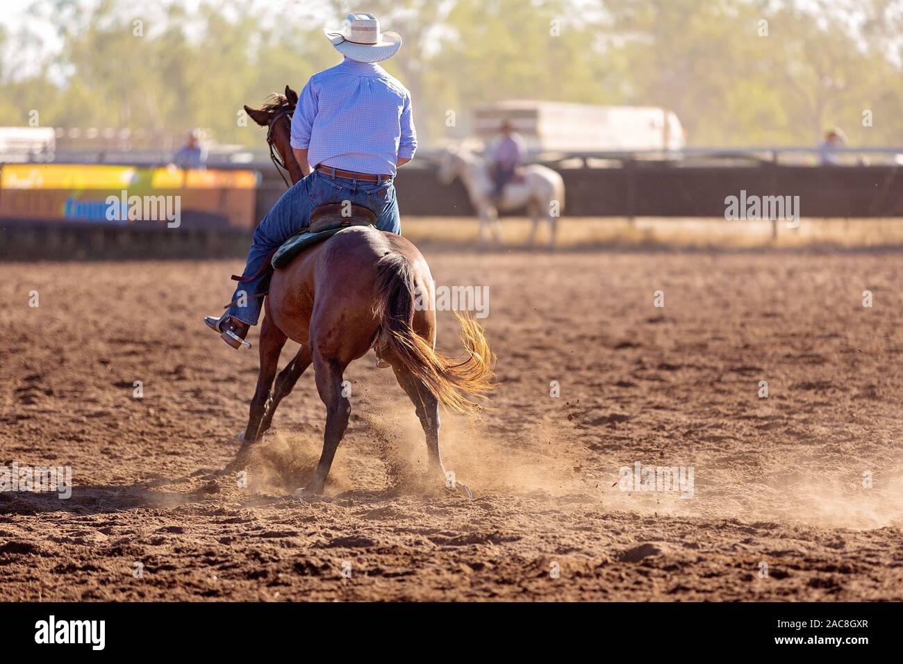 Horse and cowboy competing in a camp draft event in the dusty arena of ...