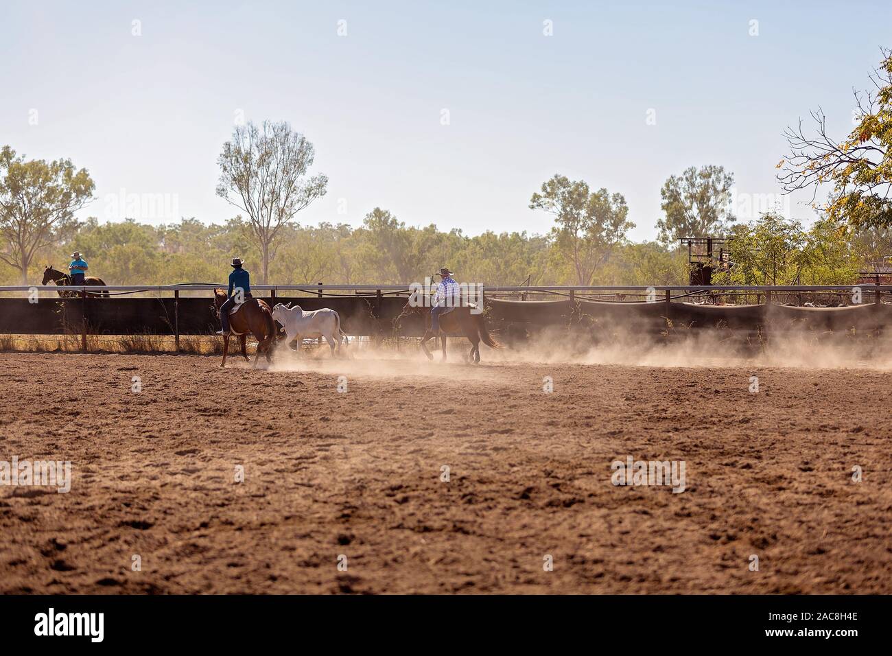 A cowboy rounds up a calf at a camp drafting competition in the dusty ...