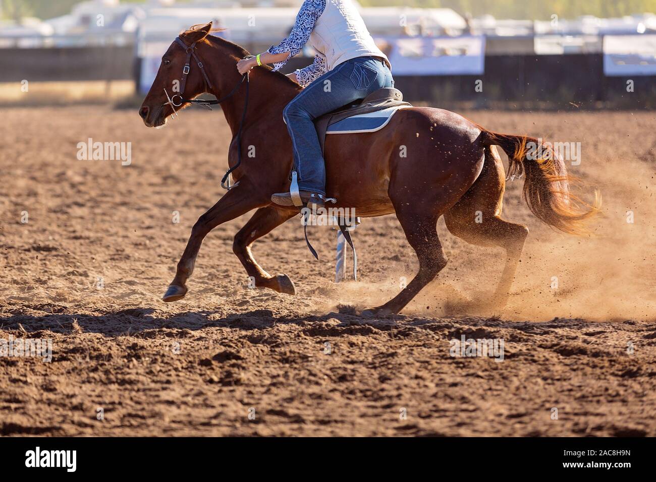 Close up of a horse and cowboy competing in a camp draft event in the ...