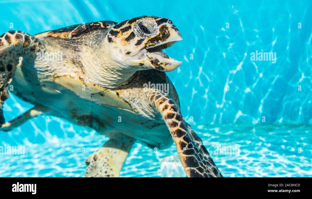 A turtle swims under a pool in a wildlife santuary Stock Photo - Alamy