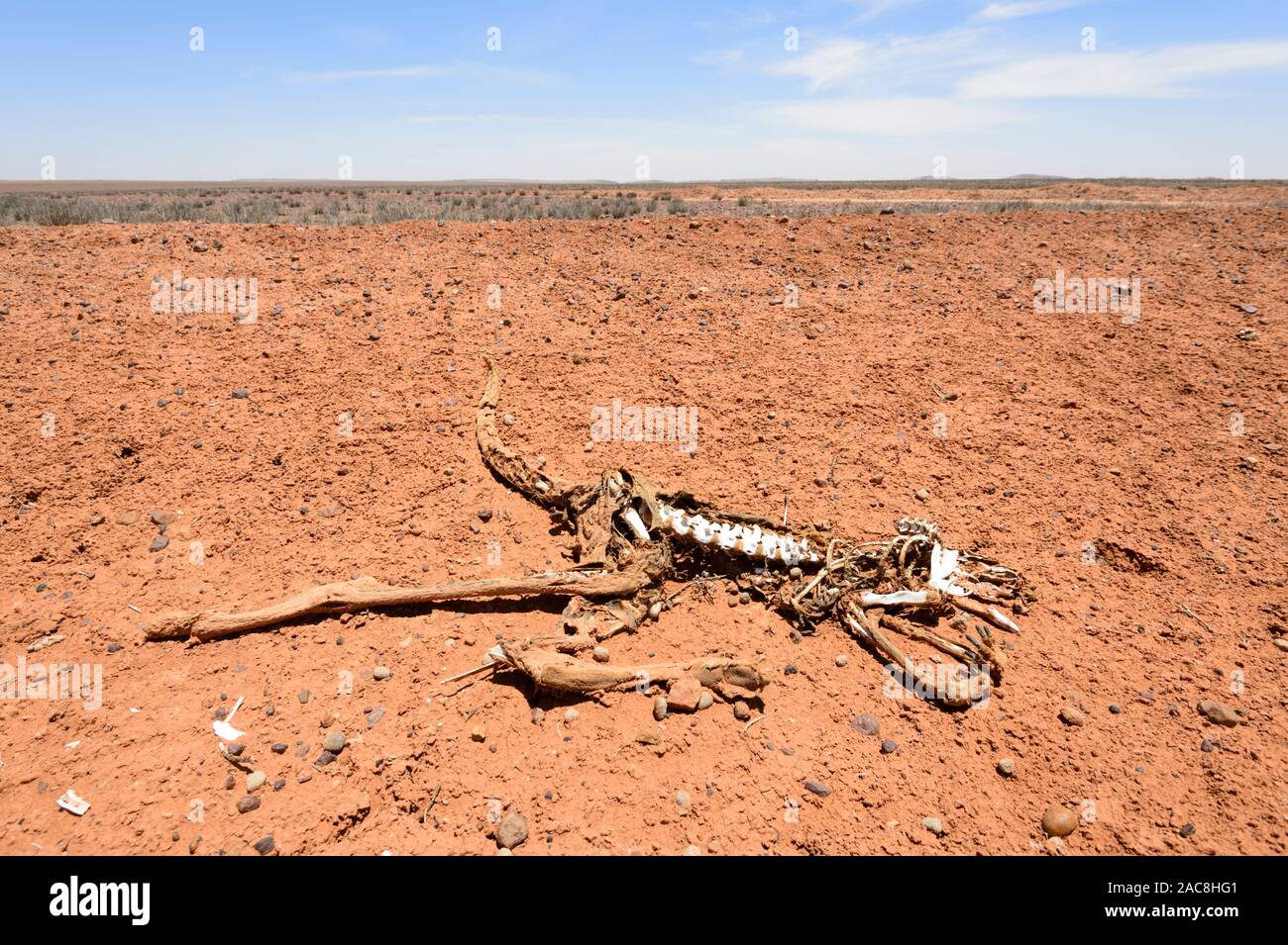 Soil skeleton hi-res stock photography and images - Alamy