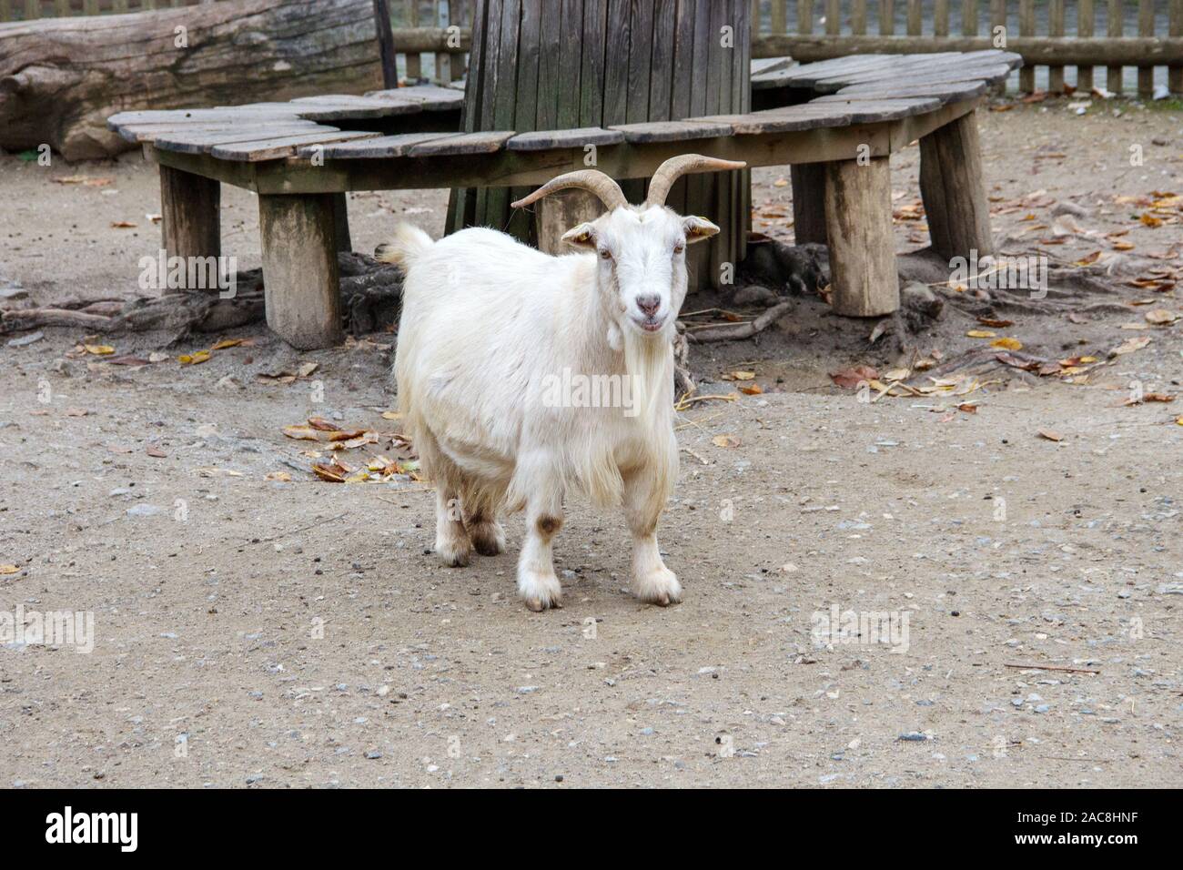 Front view of a white dwarf goat, Capra aegagrus hircus Stock Photo - Alamy