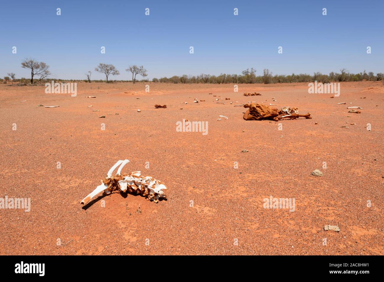 Remains of cattle that perished in a drought in the Australian Outback ...
