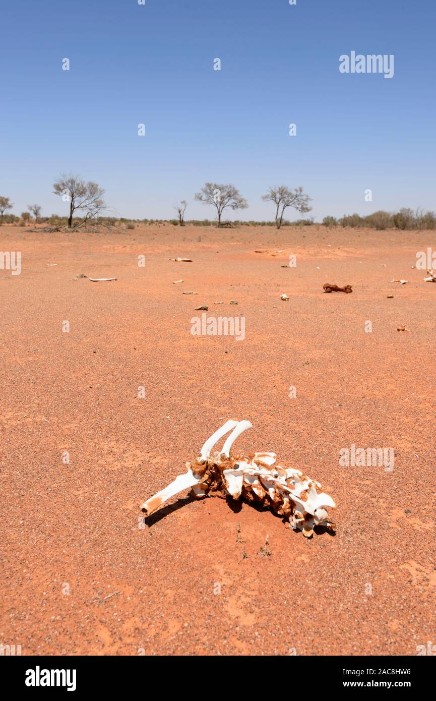 Australian outback cattle hi-res stock photography and images - Alamy