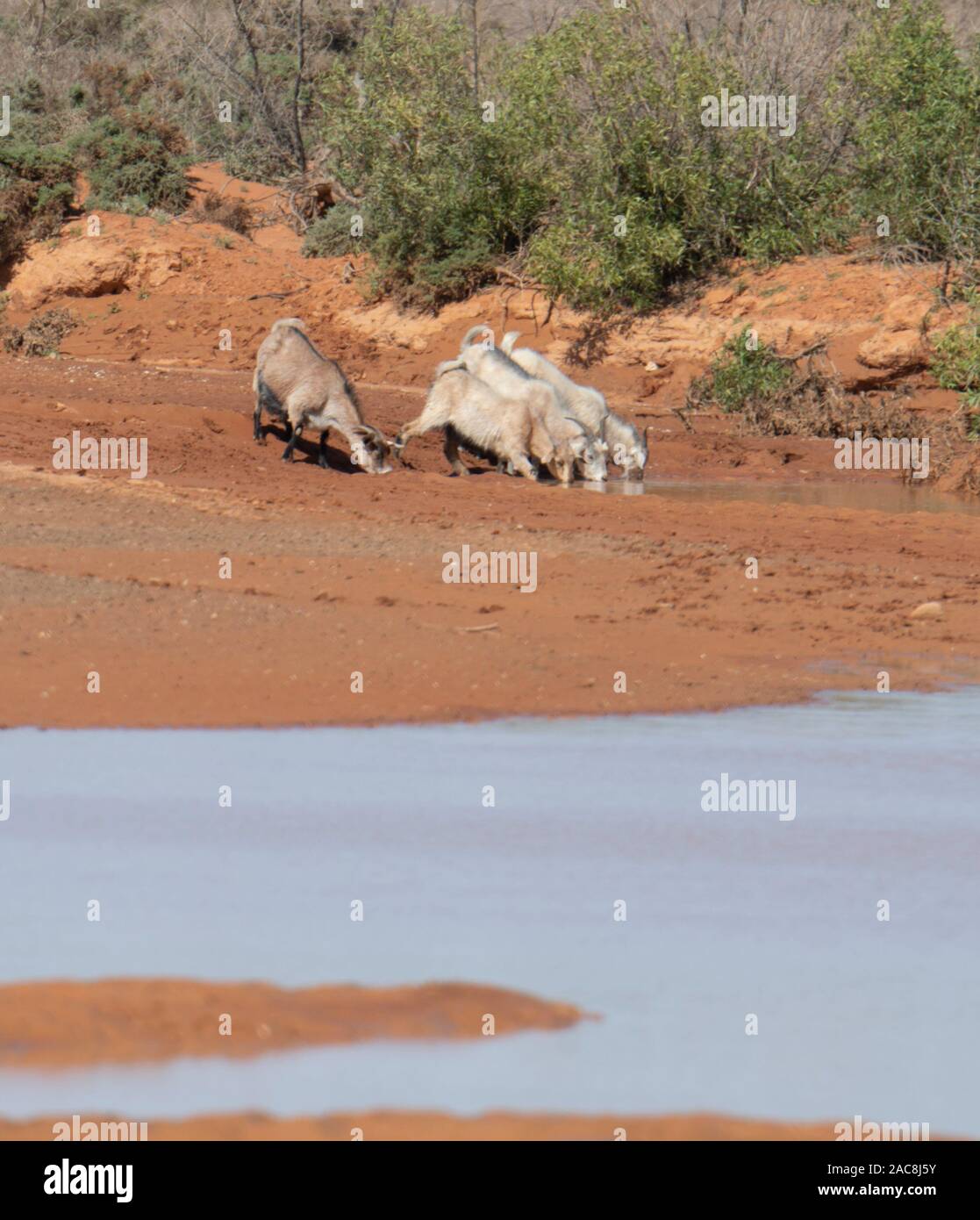 Wild goats hi-res stock photography and images - Alamy