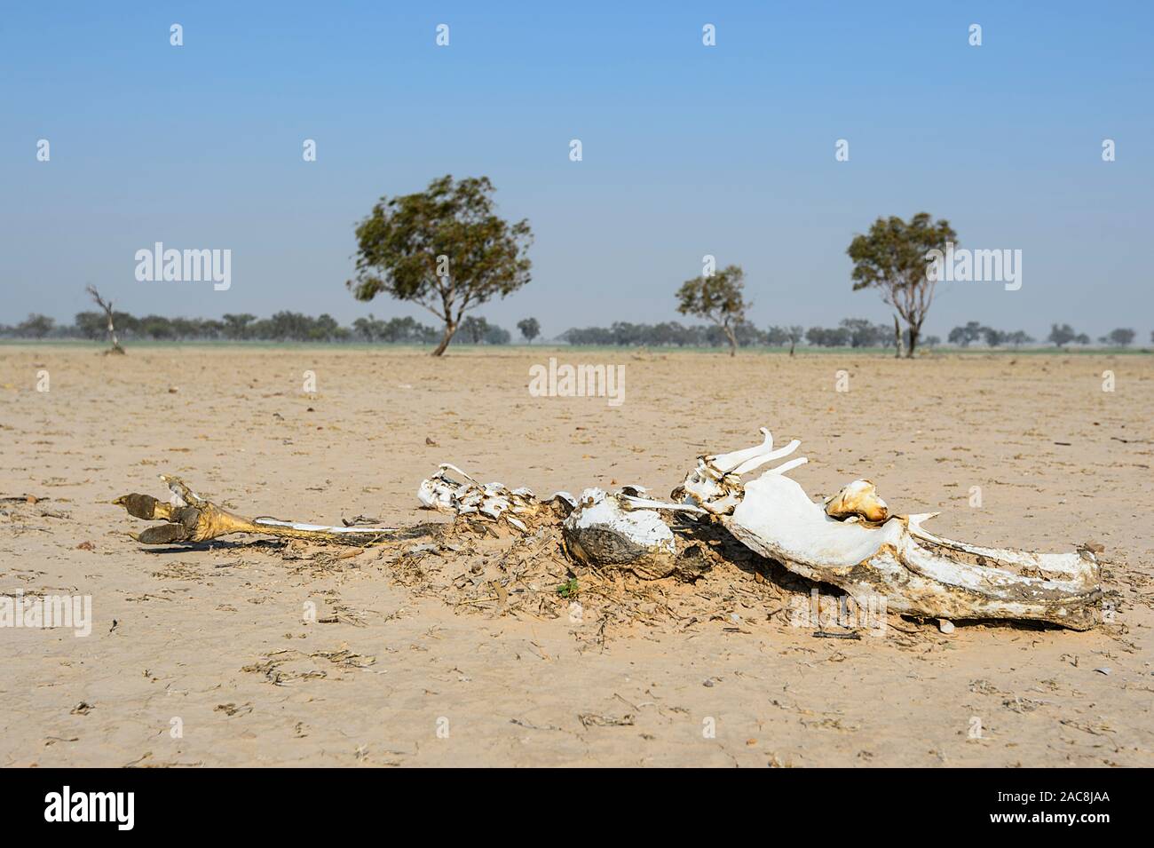 Dead animals drought hi-res stock photography and images - Alamy