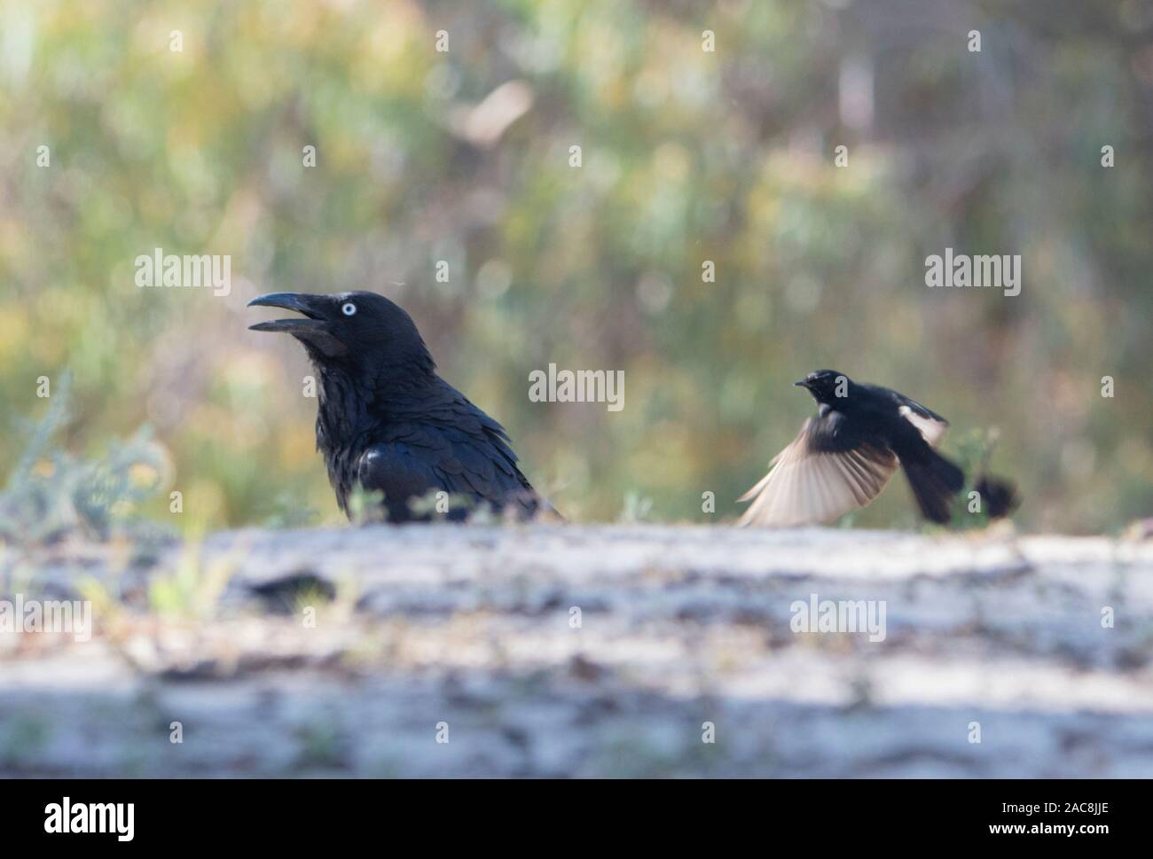 Crow attack hi-res stock photography and images - Alamy