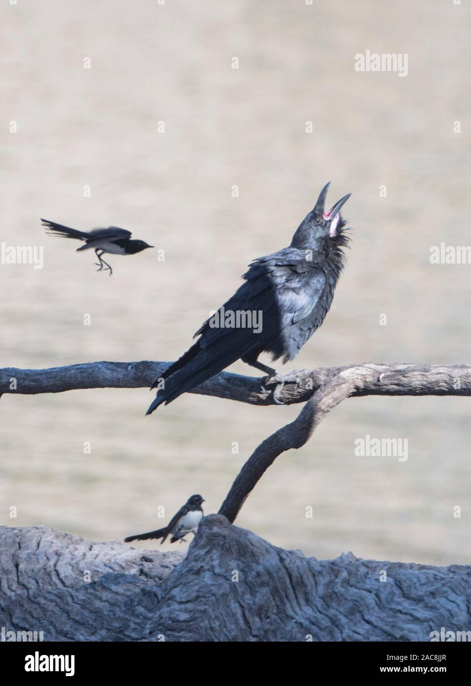 Crow attack hi-res stock photography and images - Alamy