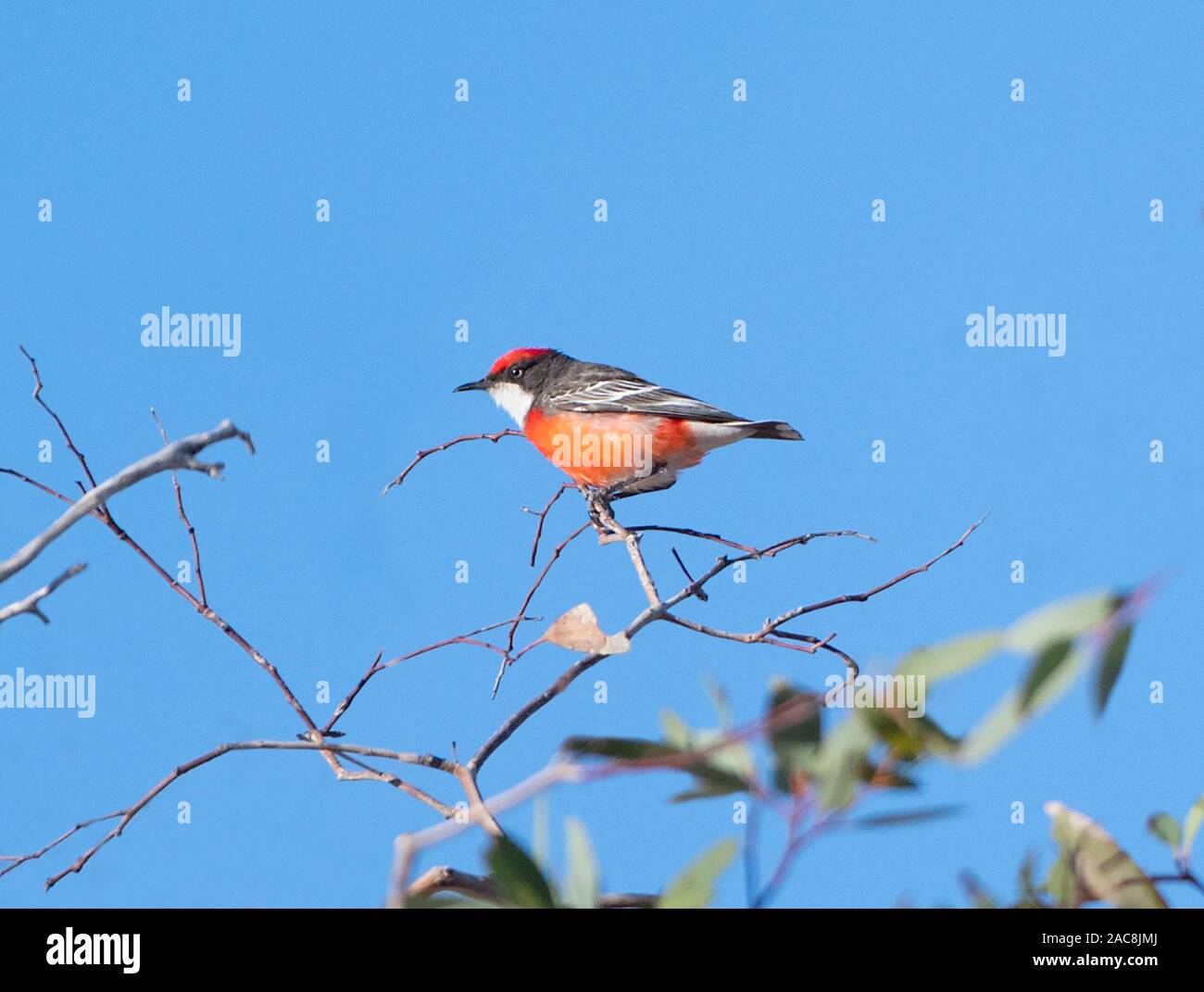 Epthianura tricolor hi-res stock photography and images - Alamy
