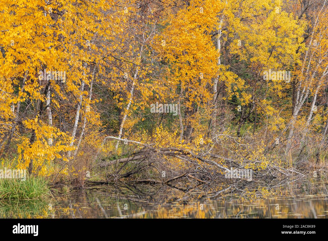 Eastern deciduous forest hi-res stock photography and images - Alamy