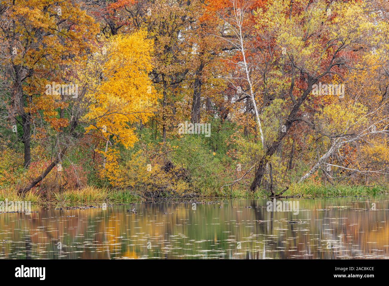 Eastern Deciduous forest along lake, Autumn, Minnesota, USA, by ...