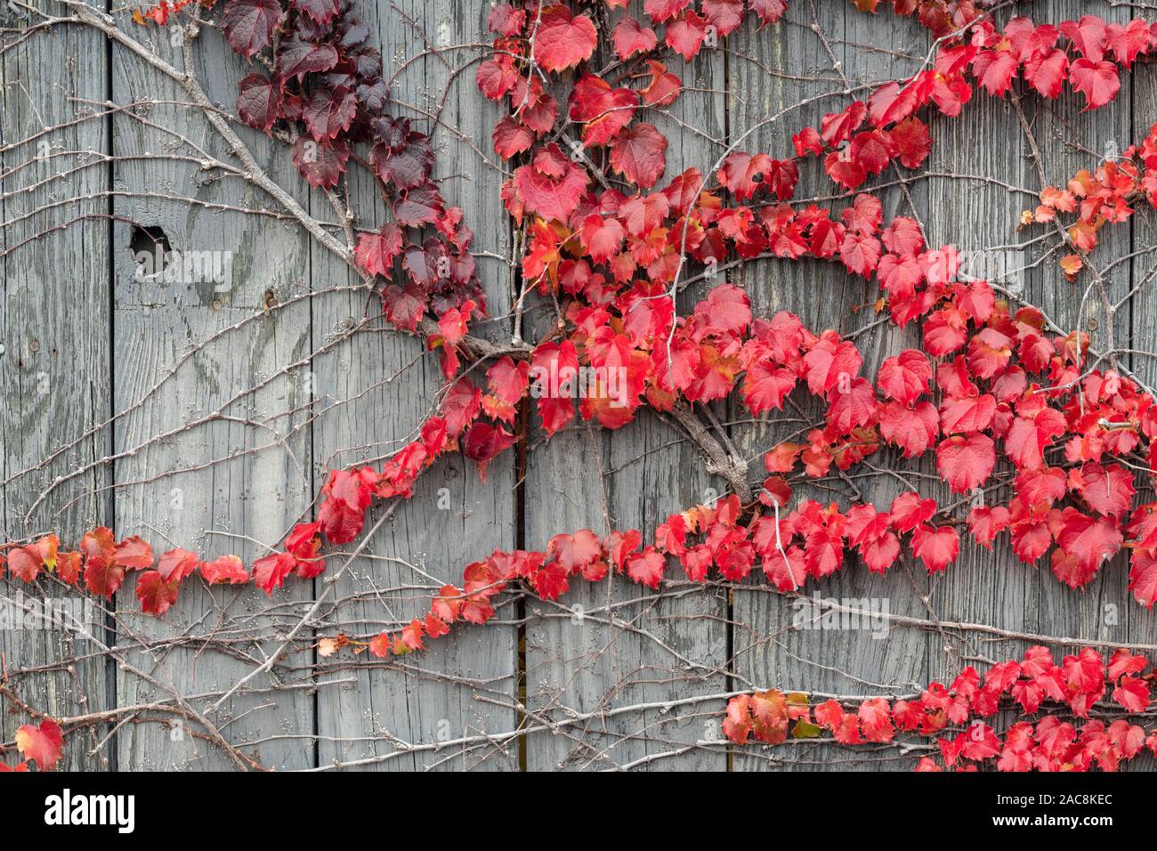 Red vines growing on fence, Autumn, E USA, by Dominique Braud/Dembinsky ...