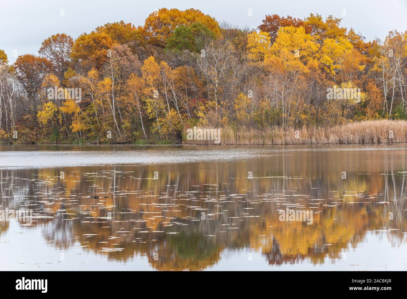 Eastern Deciduous forest along lake, Autumn, Minnesota, USA, by ...
