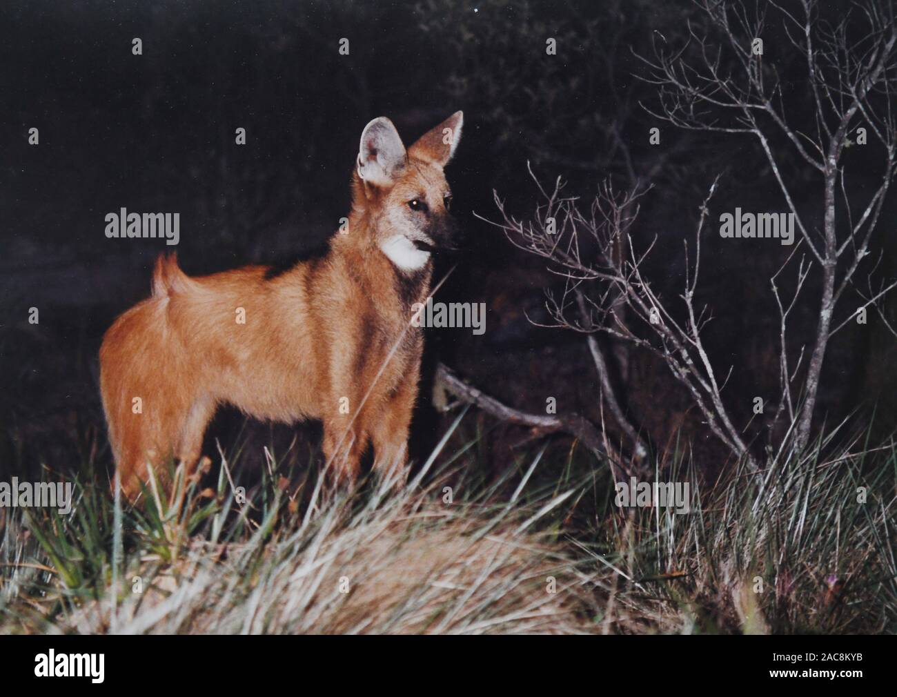 Maned wolf brazil hi-res stock photography and images - Alamy