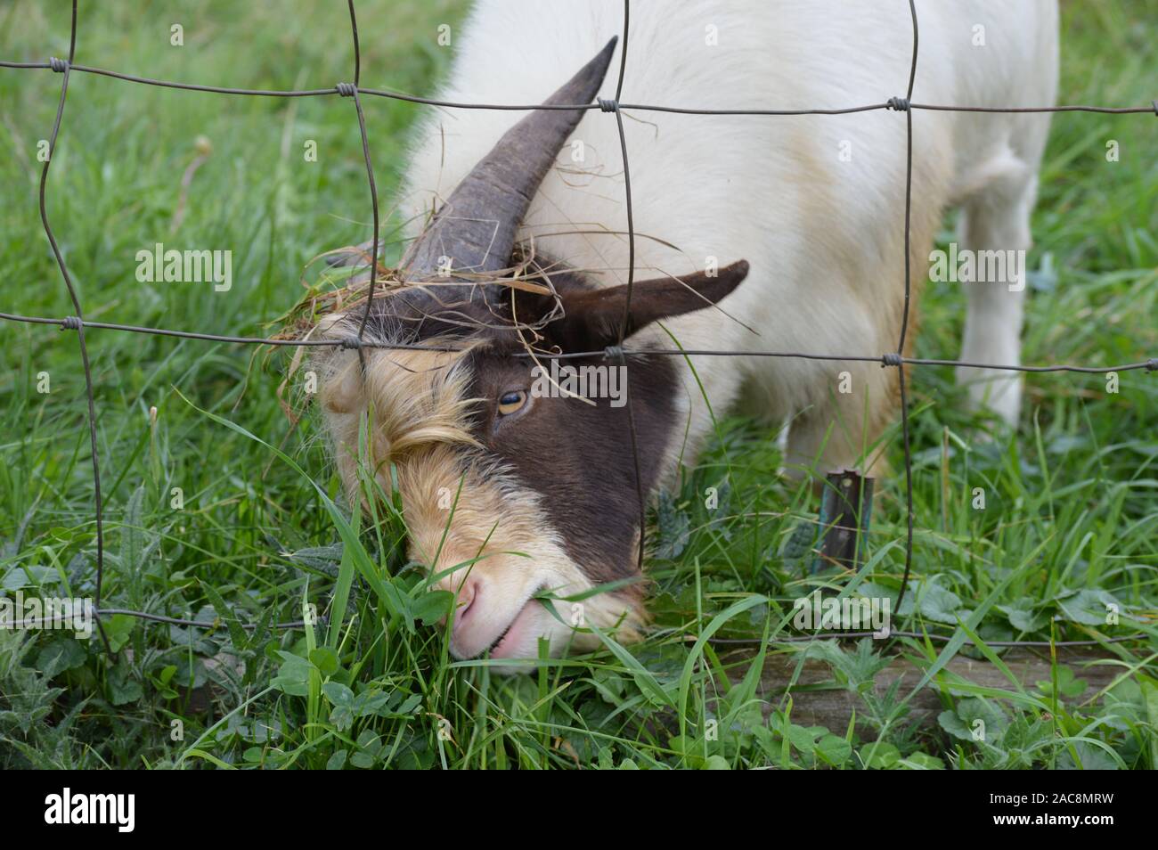 Goat at the farm Stock Photo - Alamy