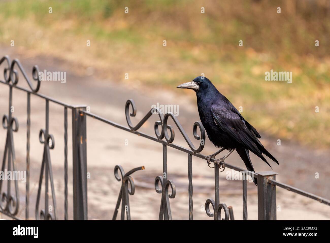 The black raven sits on a metal forged fence and looks into the camera ...