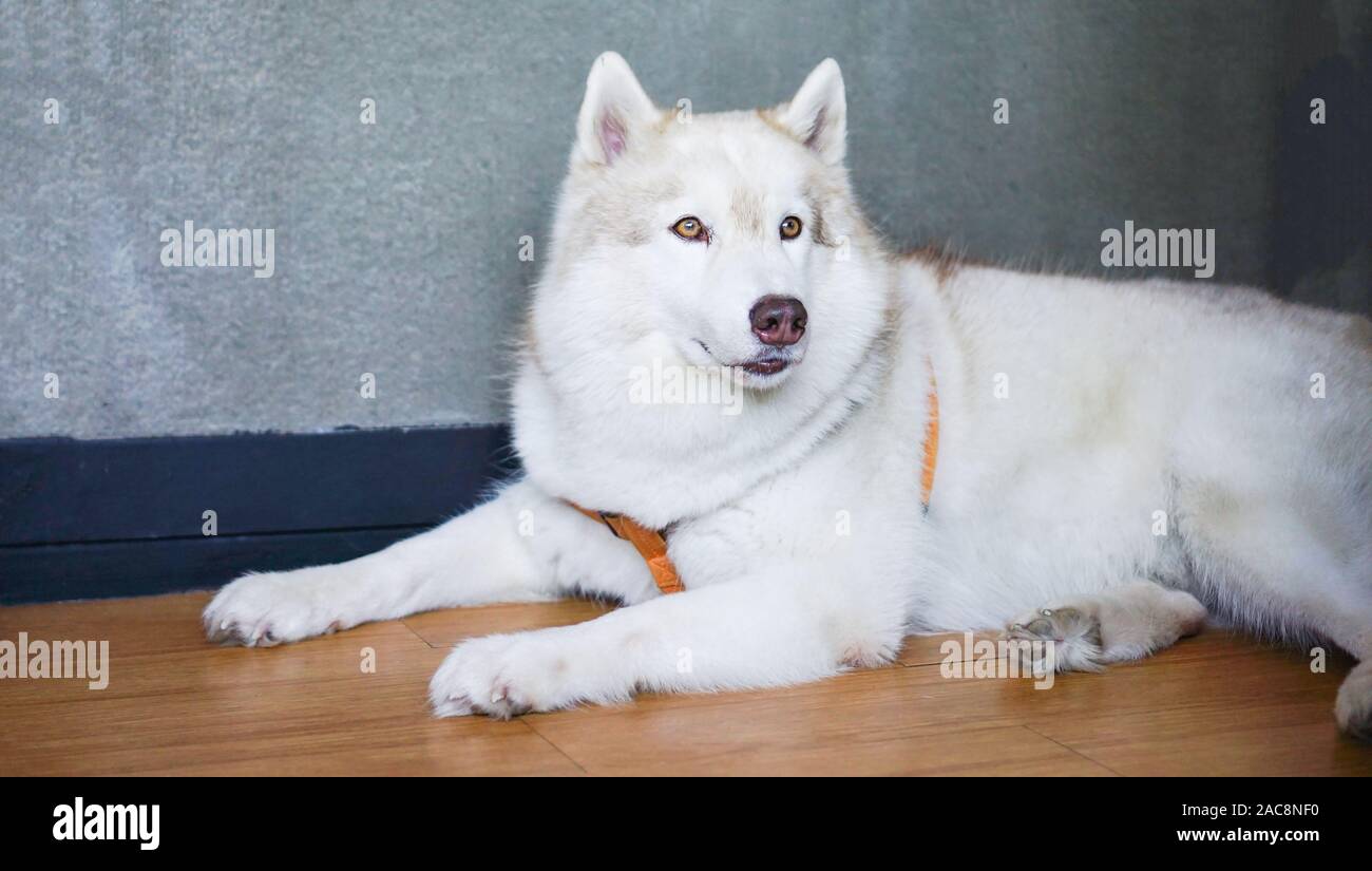 white dog laying down on floor at home / Siberian Husky dog Stock Photo ...