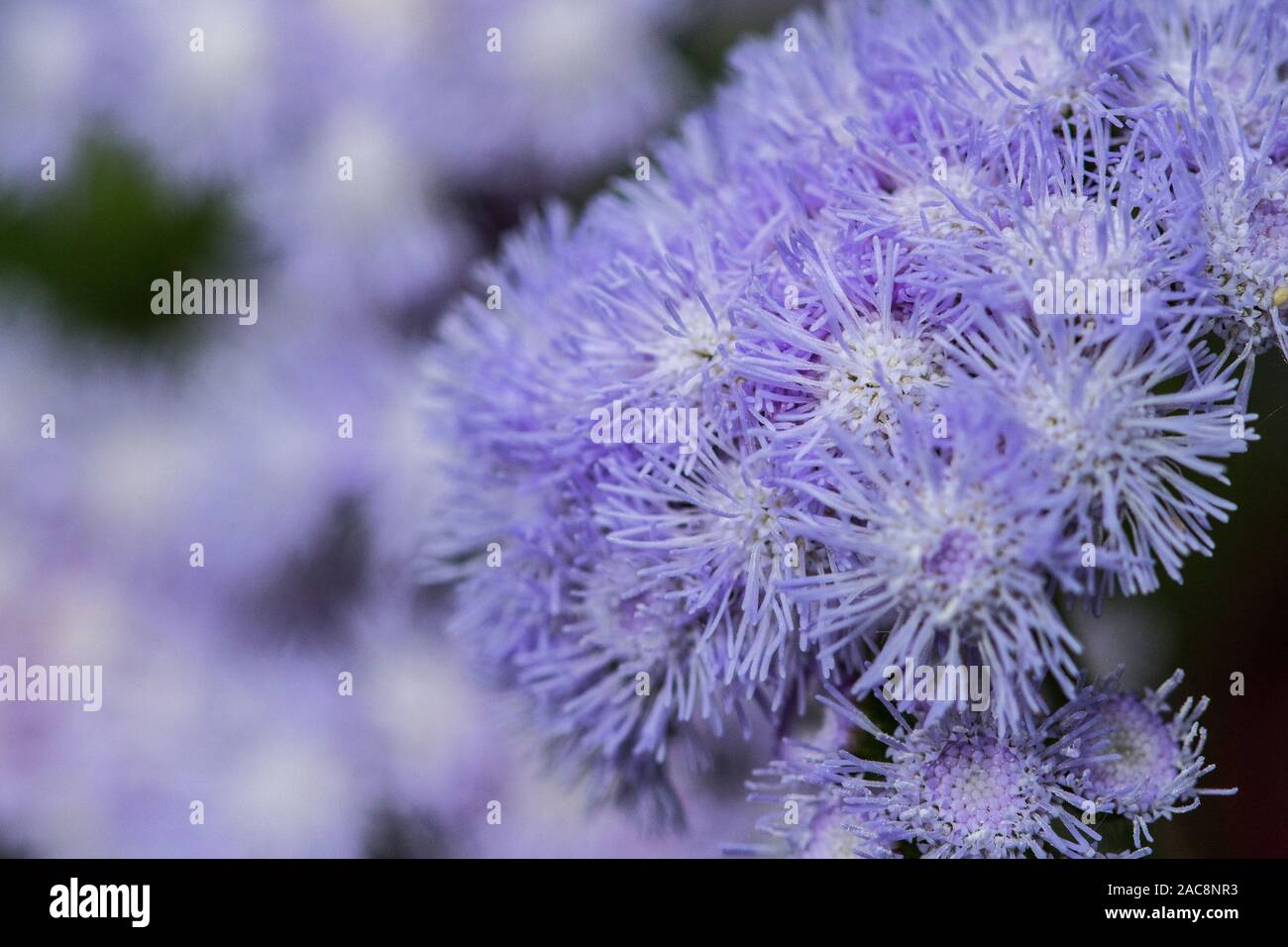 Banner purple round flowers hi-res stock photography and images - Alamy