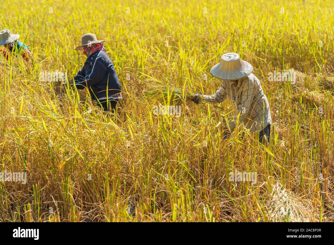 Harvesting crop with sickle hi-res stock photography and images - Alamy