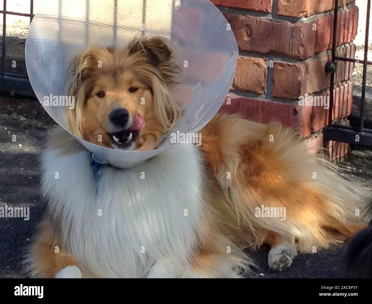 Rough coat collie hi-res stock photography and images - Alamy