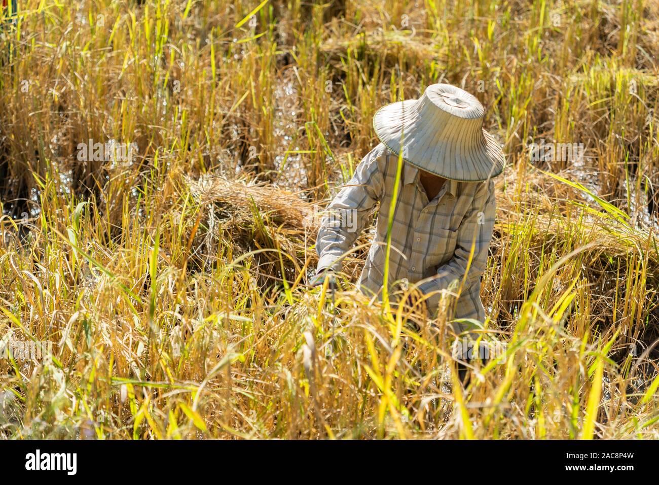 farmer using sickle to harvesting rice in field Stock Photo - Alamy