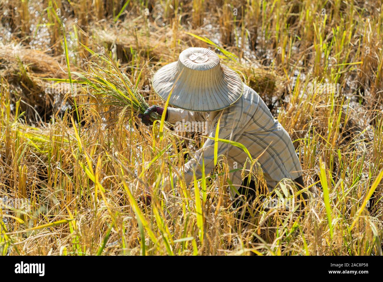 farmer using sickle to harvesting rice in field Stock Photo - Alamy