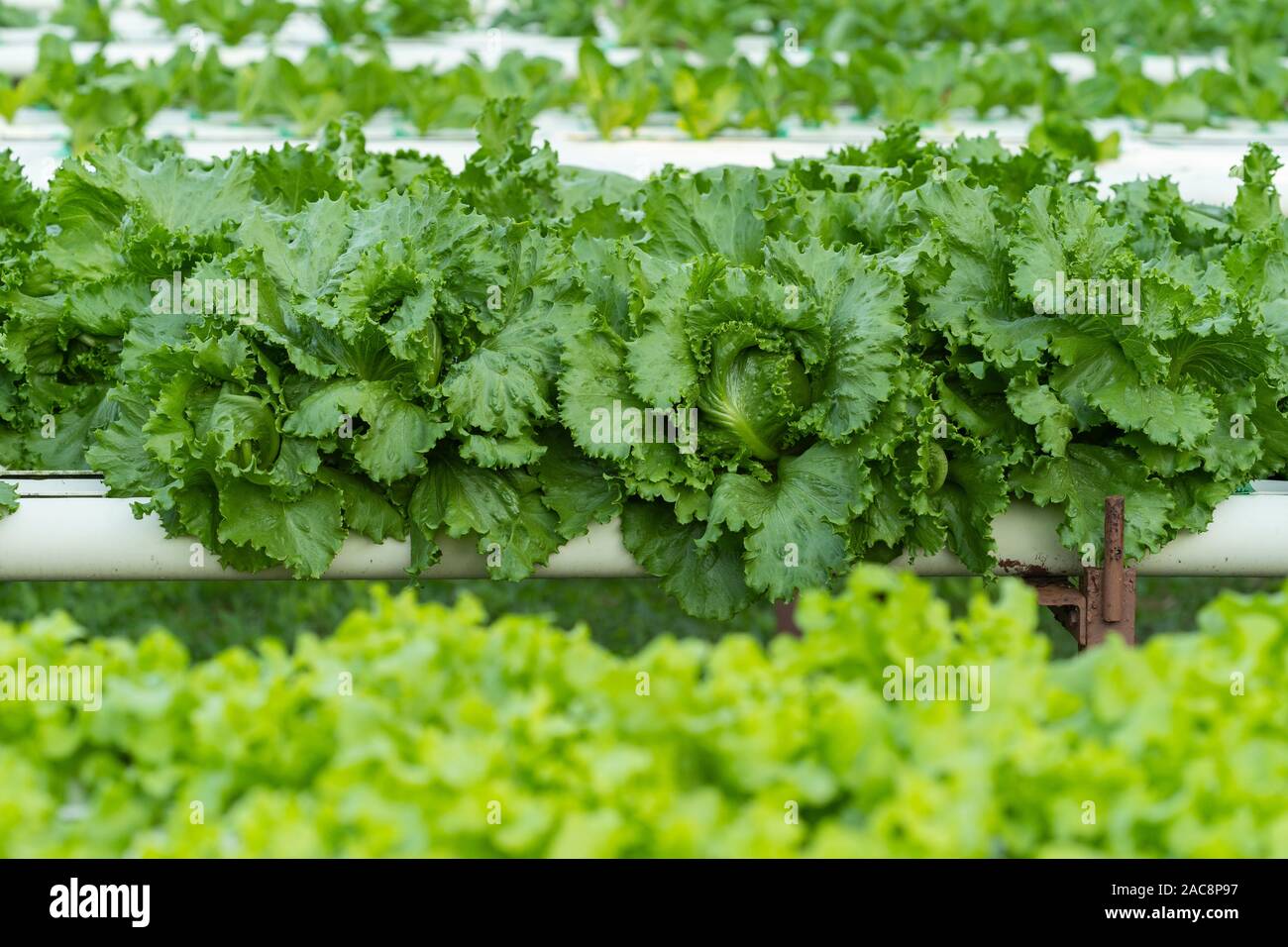 Green vegetable farms hi-res stock photography and images - Alamy
